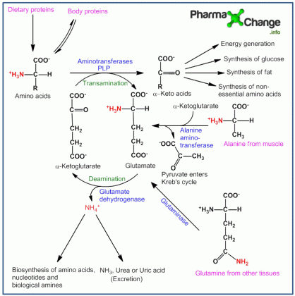 Metabolism of Amino Acids - Bimolecular Ping Pong Mechanism of ...