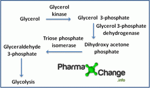 Mobilization and Cellular Uptake of Stored Fats (Triacylglycerols) with ...