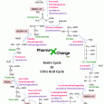 Kreb's Cycle or Citric Acid Cycle or Tricarboxylic Acid Cycle (with ...
