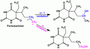 Metabolism of Pentobarbital | PharmaXChange.info